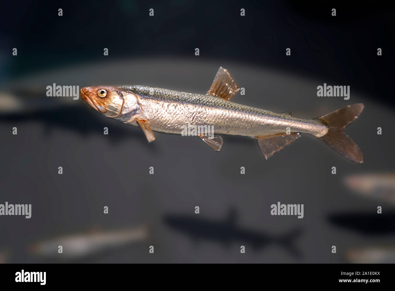 Silver smelt hi-res stock photography and images - Alamy