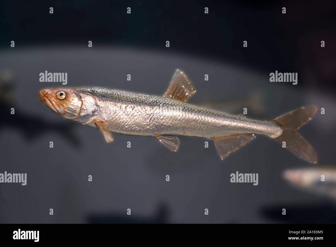 European smelt, Osmerus eperlanus Stock Photo - Alamy