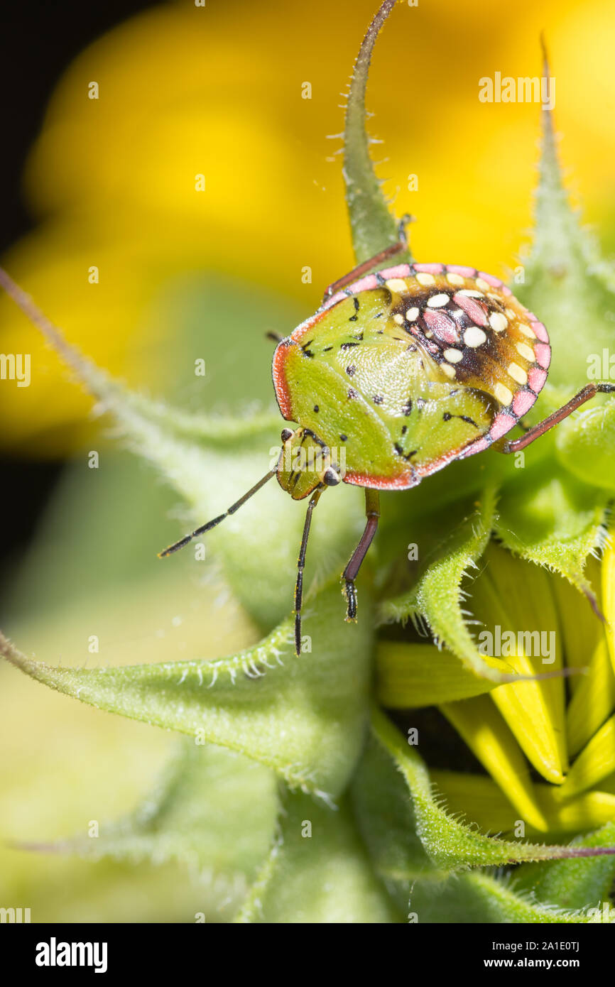 Nezara viridula hi-res stock photography and images - Alamy