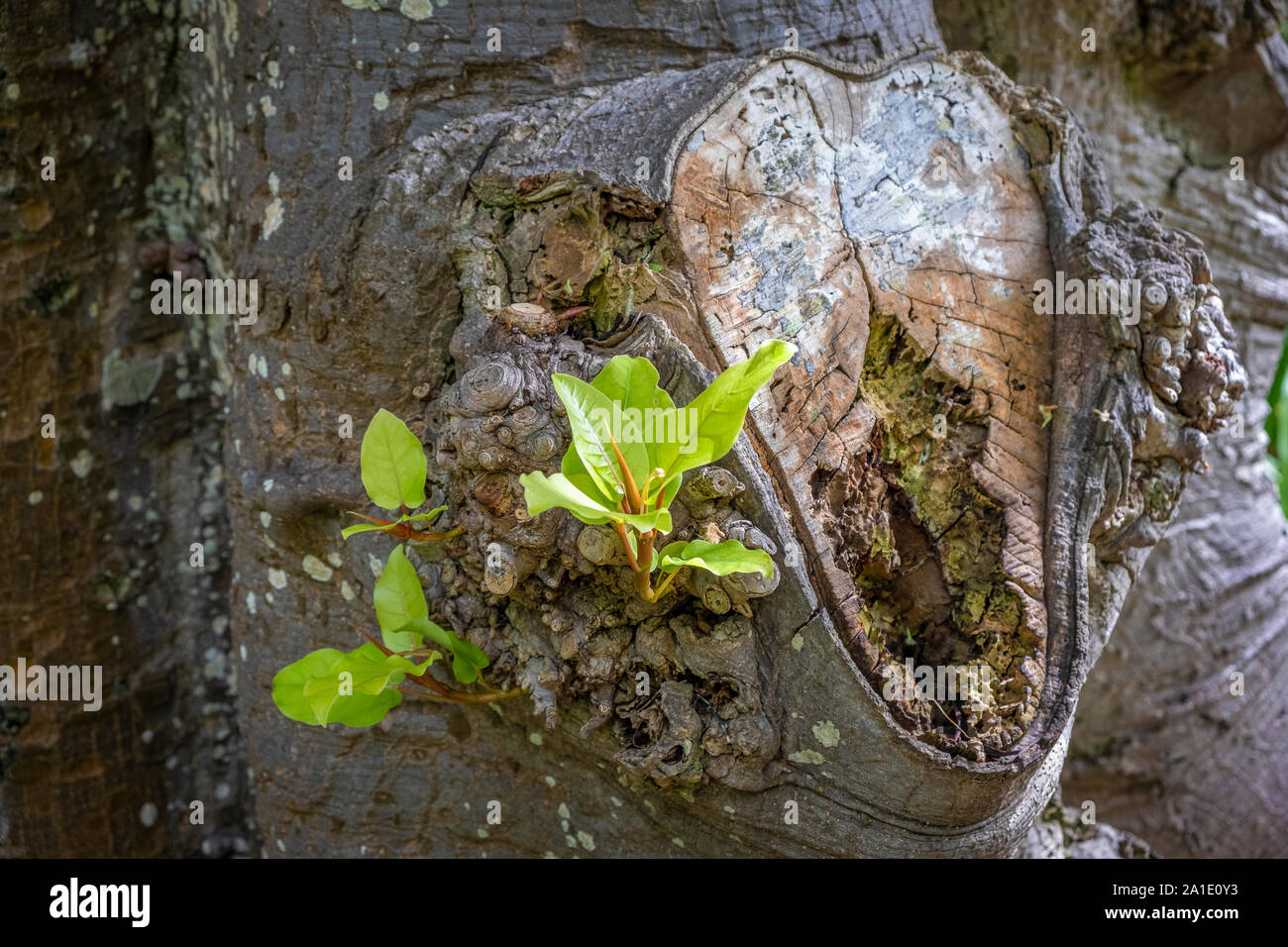 Tuber tree hi-res stock photography and images - Alamy
