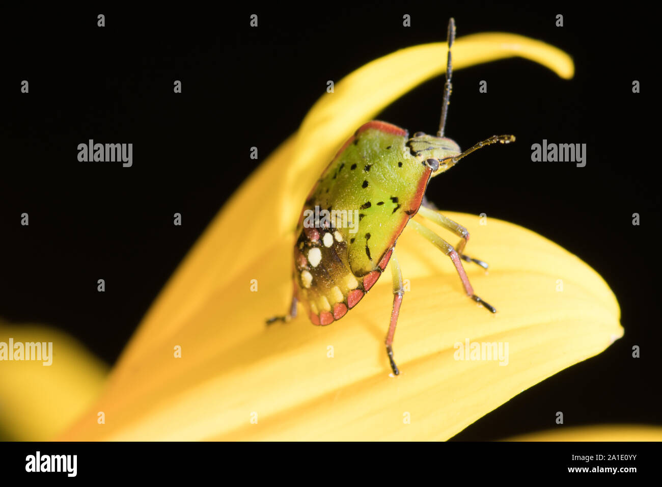 Nezara viridula bug or southern green stink bug on a sunflower. An ...