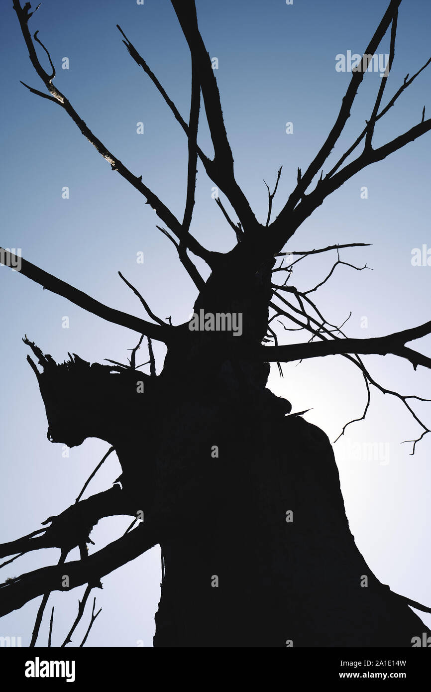 Dead Tree With Roots Silhouette