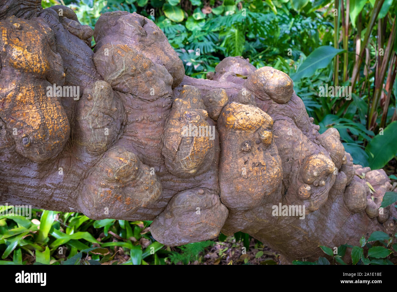 Tuber Tree High Resolution Stock Photography and Images - Alamy