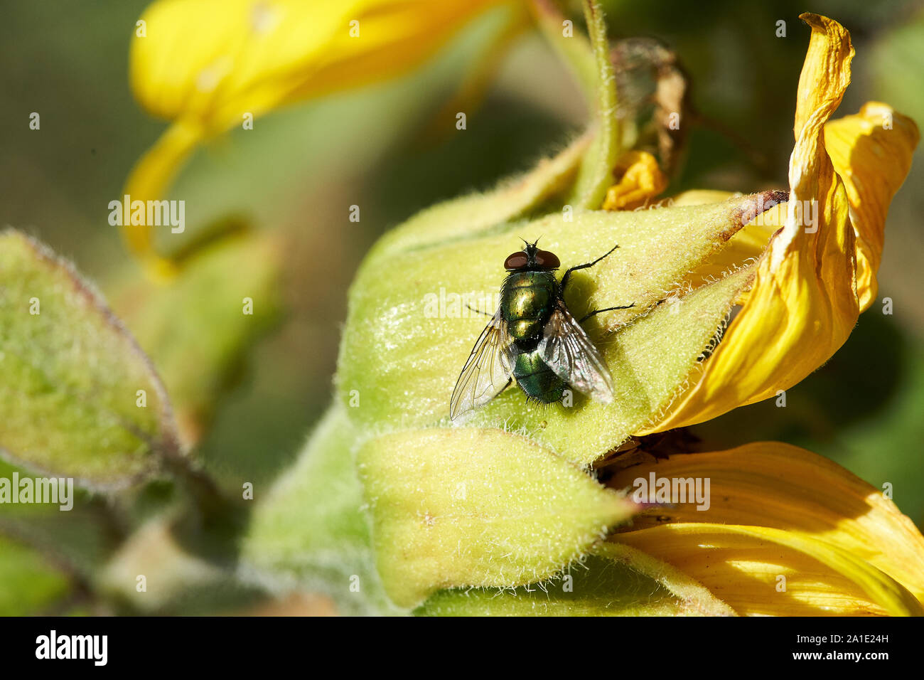 a green flies on a sunflower Stock Photo - Alamy