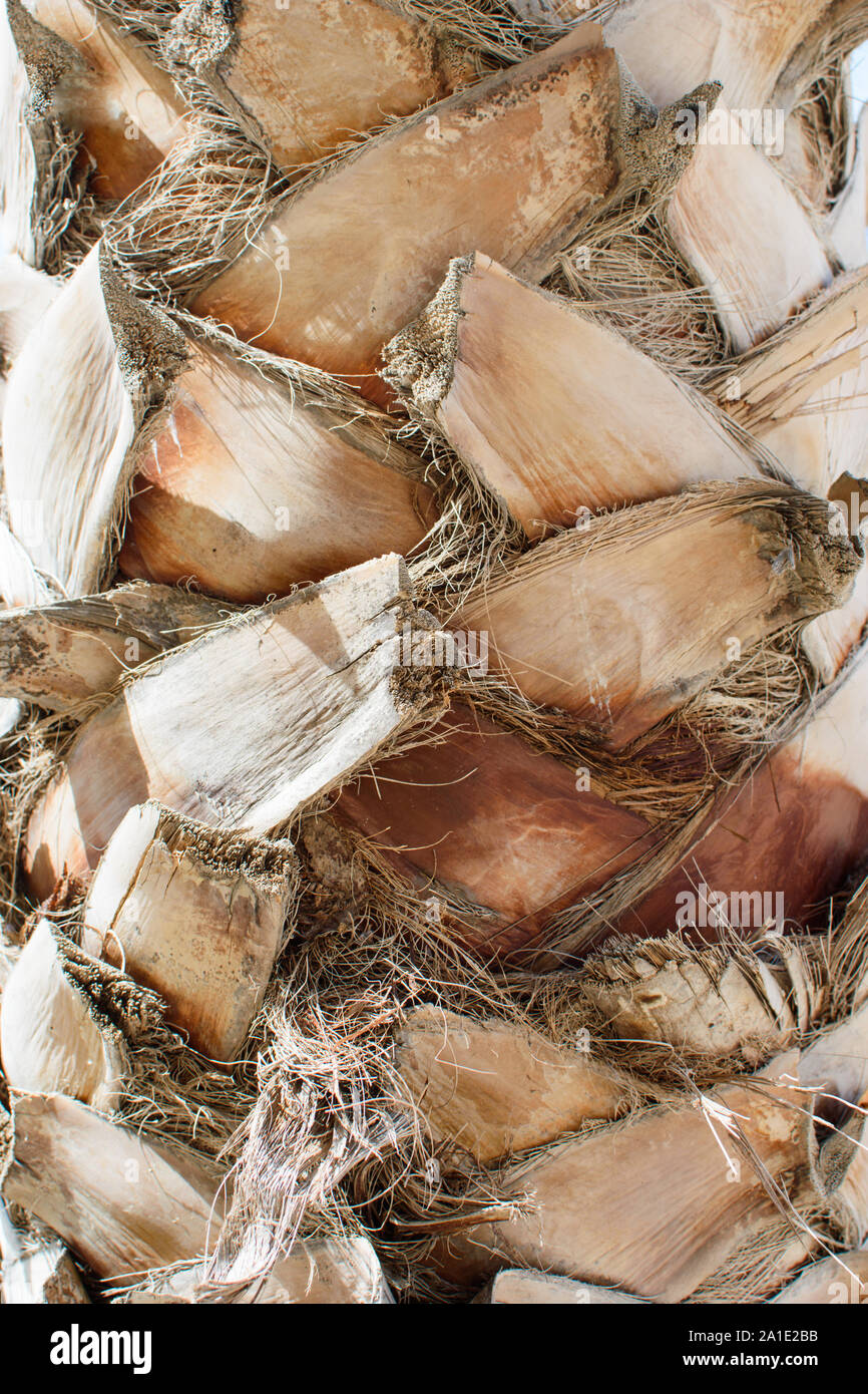 Close up the surface of the bark of palm tree. The rough textured ...