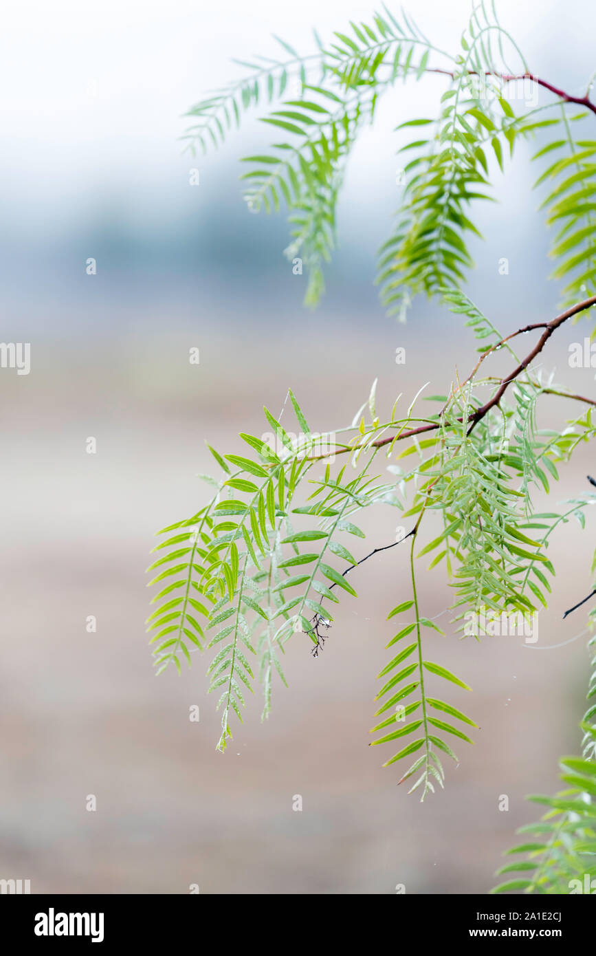 Droopy tree hi-res stock photography and images - Alamy