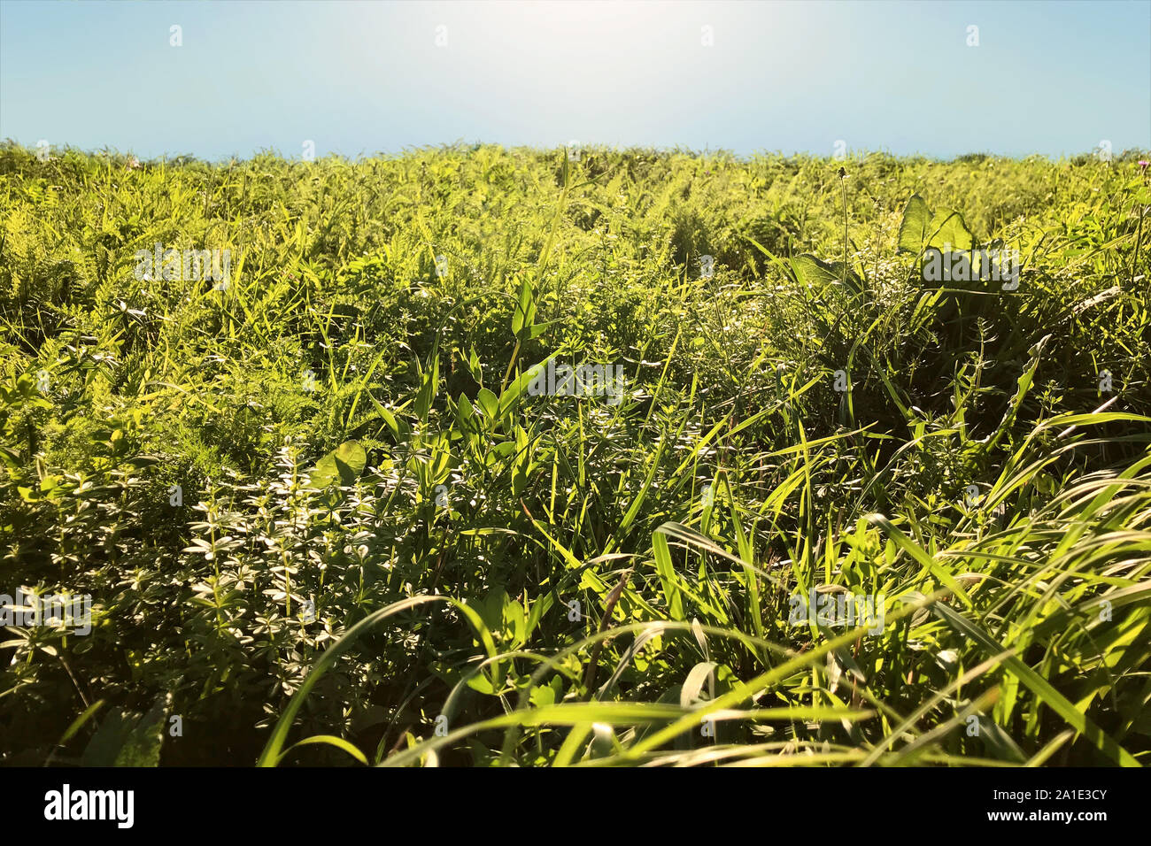 Backlit wild meadow grass and herbs. Ecological, environment and ...