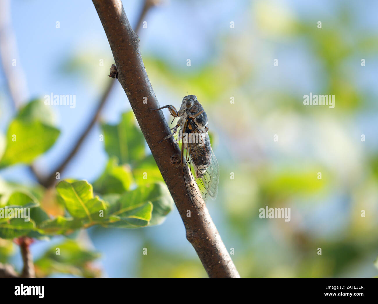cicada, a characteristic Croatian insect Stock Photo - Alamy