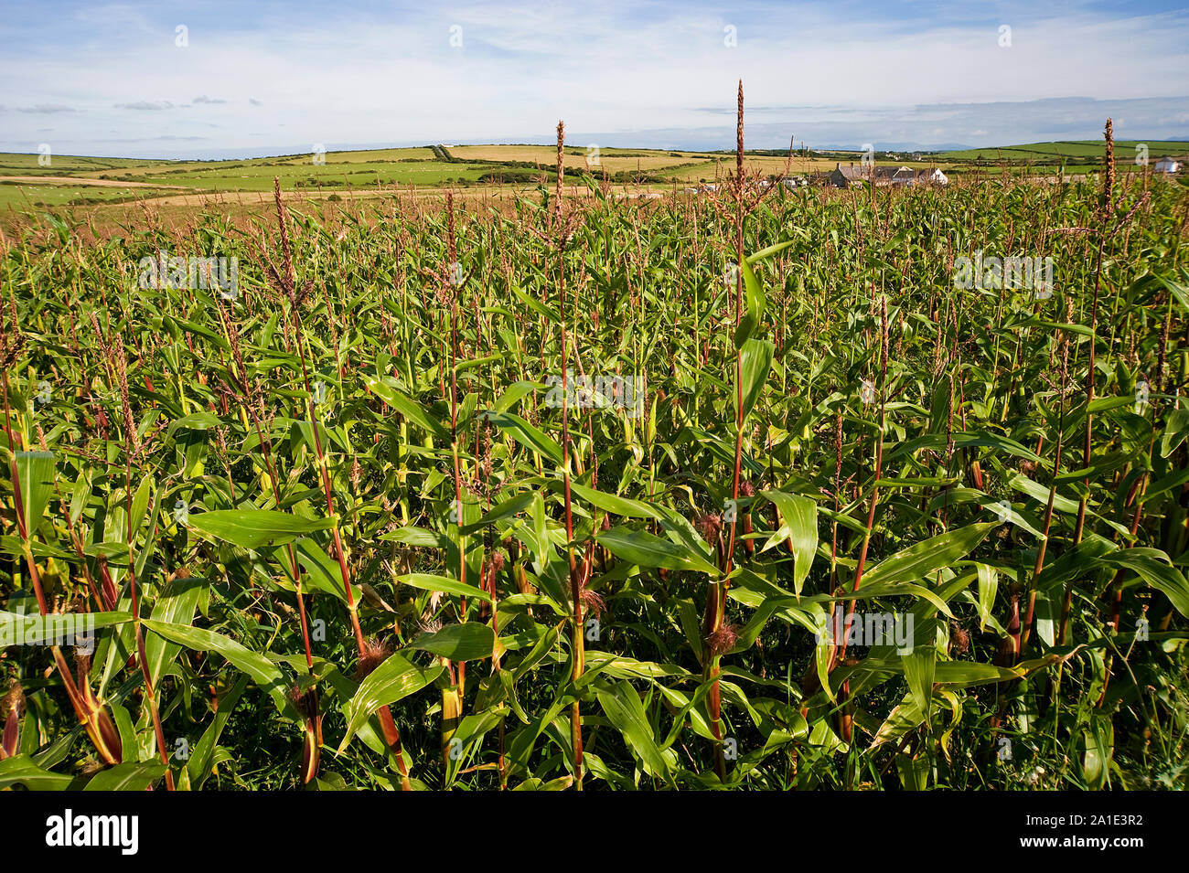 Maze crop hi-res stock photography and images - Alamy