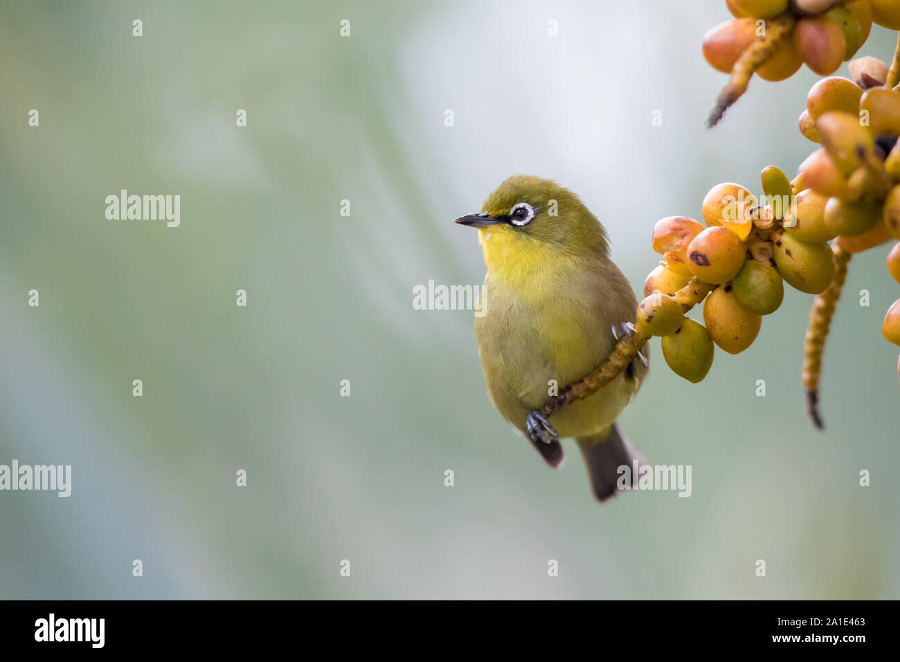 Cape White Eye Stock Photo - Alamy