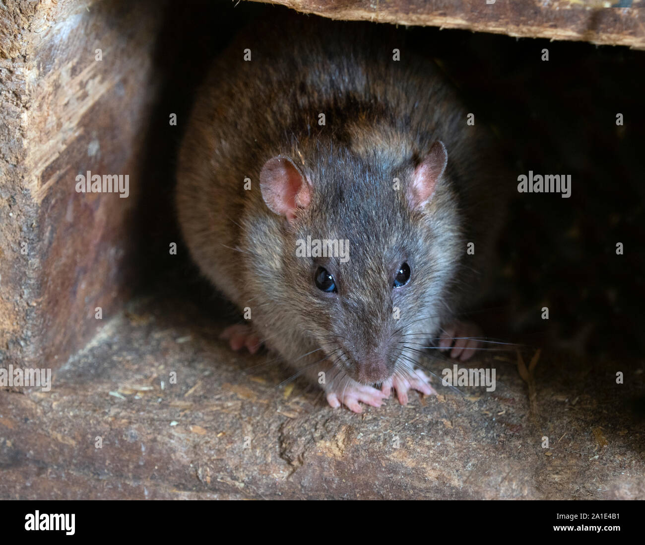 Farm rat hi-res stock photography and images - Alamy
