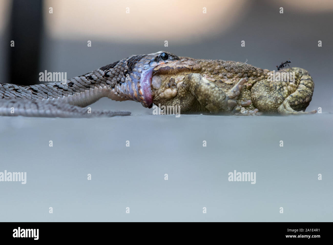 Death adder snake hi-res stock photography and images - Alamy