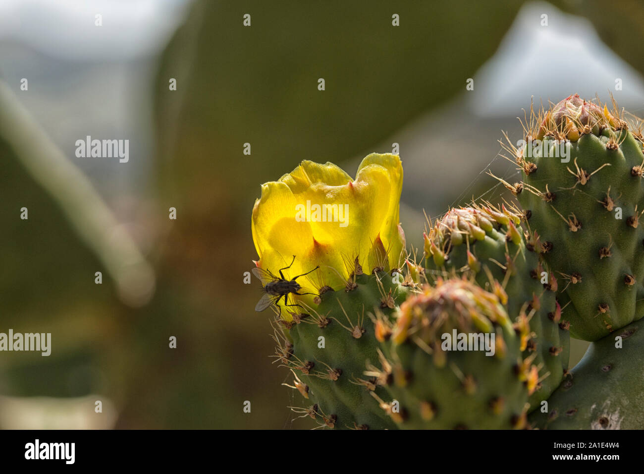 Yellow cactus flower with fly Stock Photo - Alamy