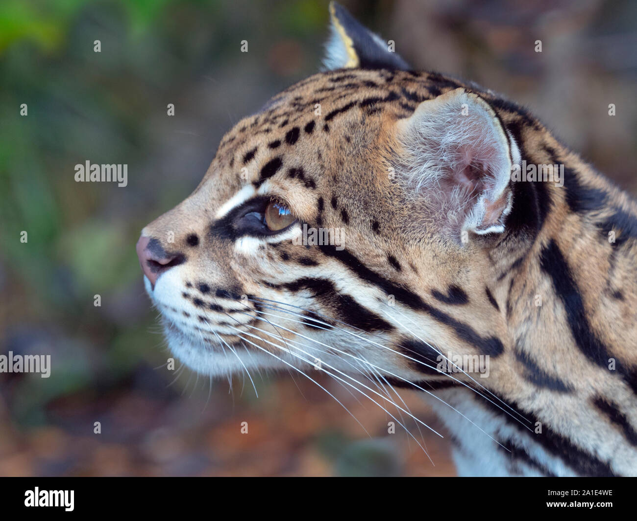 Ocelot Leopardus pardalis Portrait (captive Stock Photo - Alamy