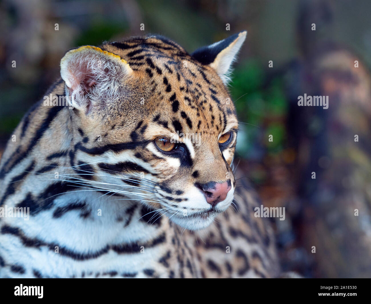 Ocelot Leopardus pardalis Portrait (captive Stock Photo - Alamy
