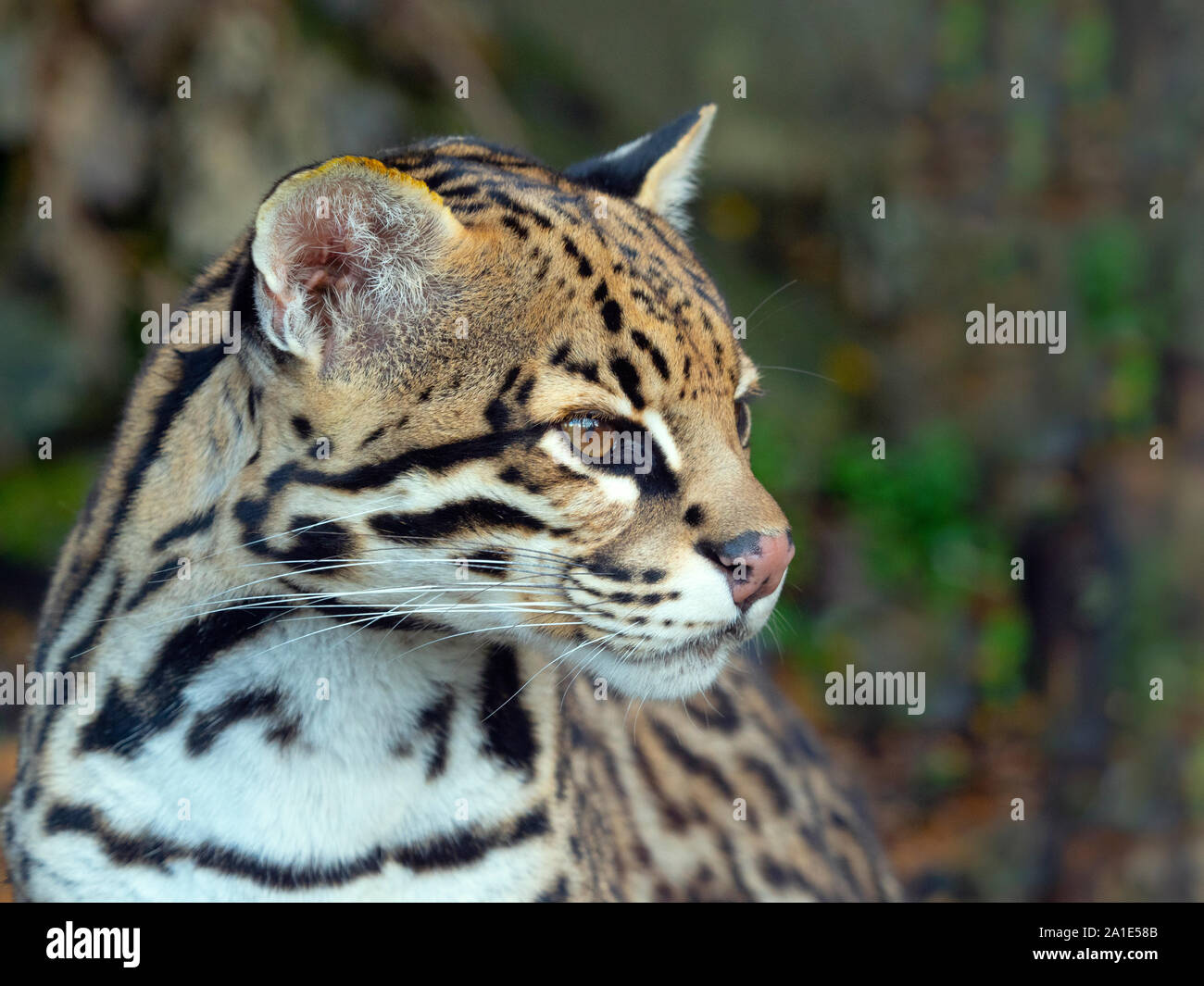 Ocelot Leopardus pardalis Portrait (captive Stock Photo - Alamy