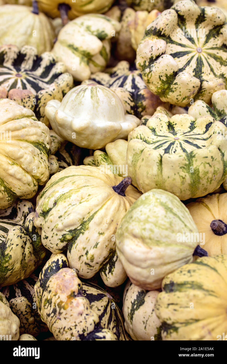 Lots of green white cucurbita pepo, delicious squash for microwave and ...