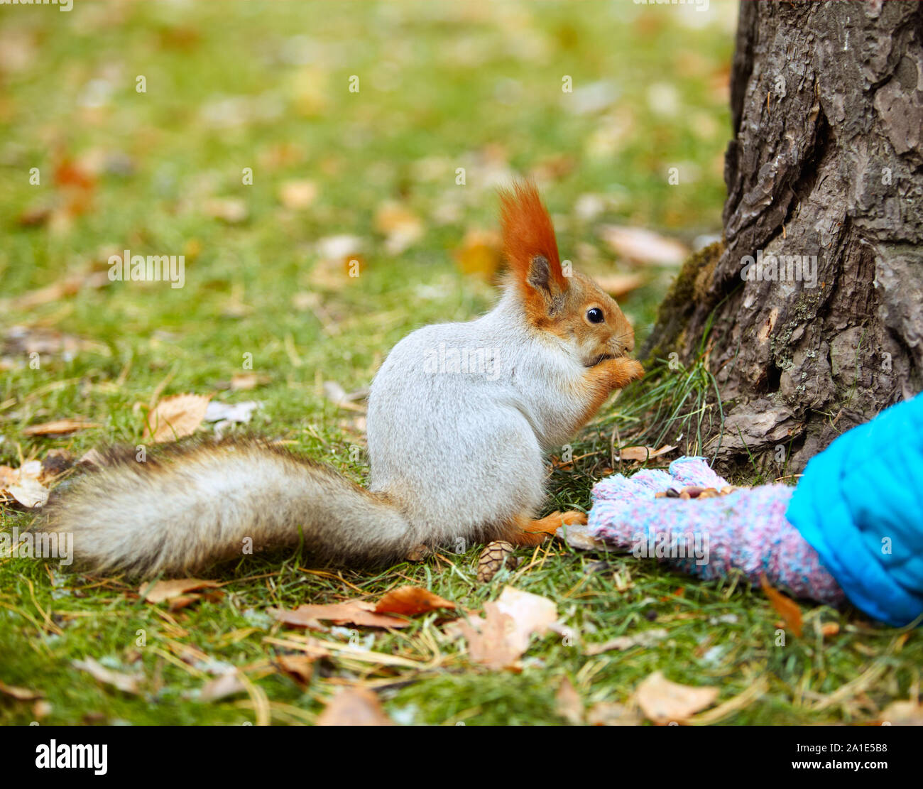 Squirrel hand hi-res stock photography and images - Alamy
