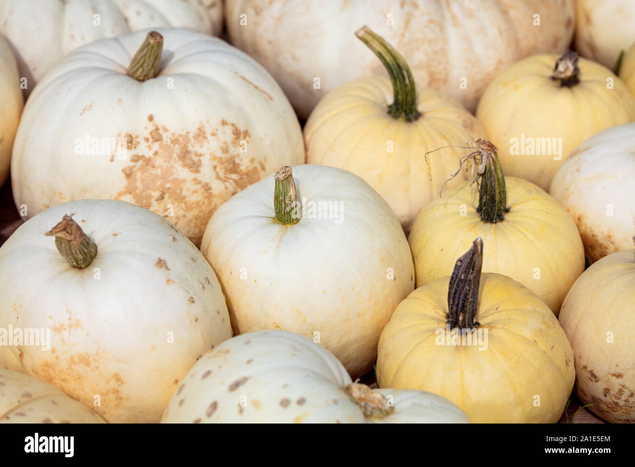 Lots of big flat white boer pumpkins, cucurbita maxima background Stock ...