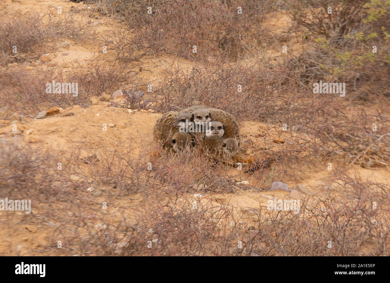 Group of meerkats by their burrow at dawn keeping warm ; Oudsthoorn ...