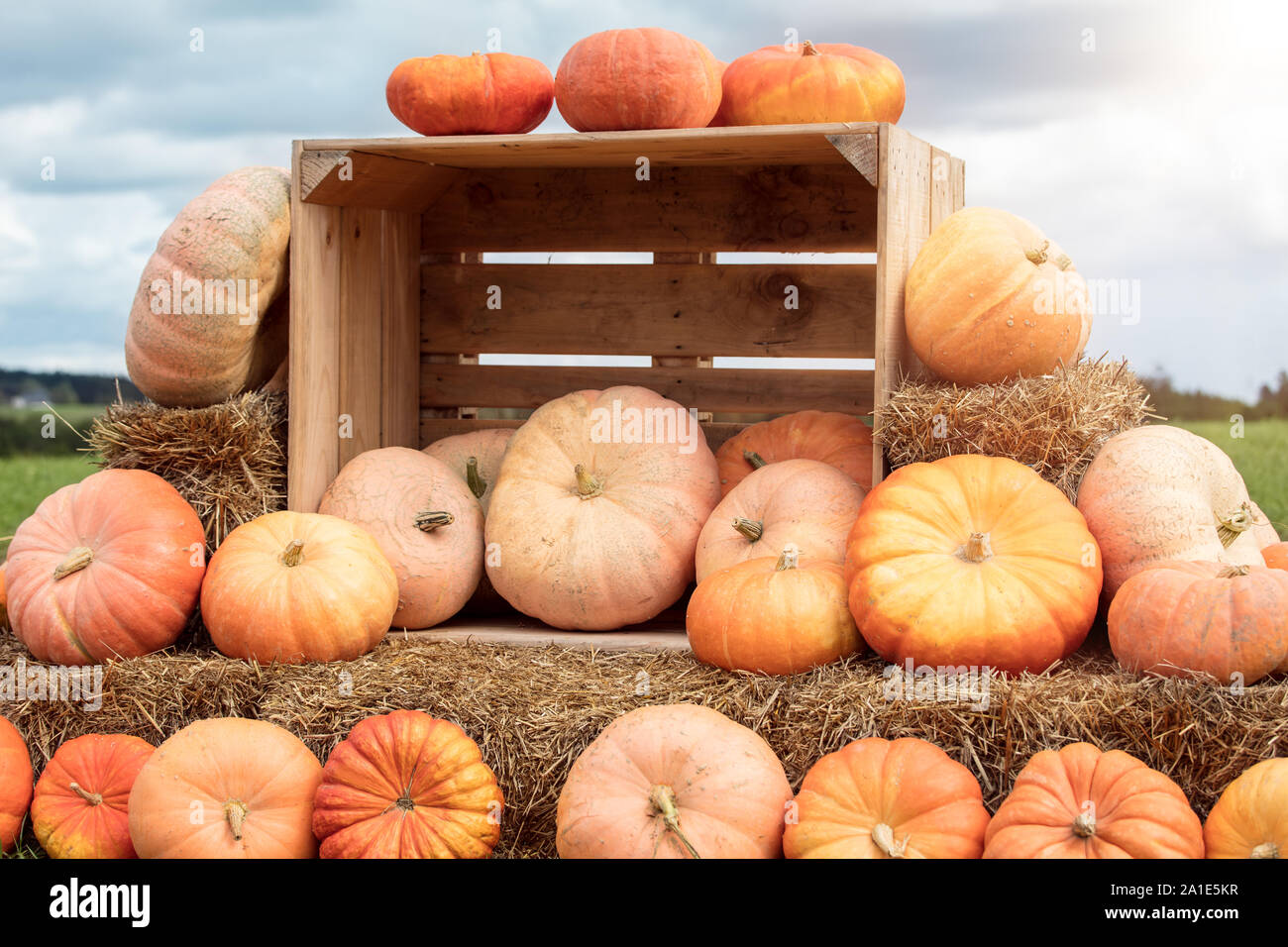 Cucurbita maxima, pumpkins on straw bale and wooden box, rural farm ...