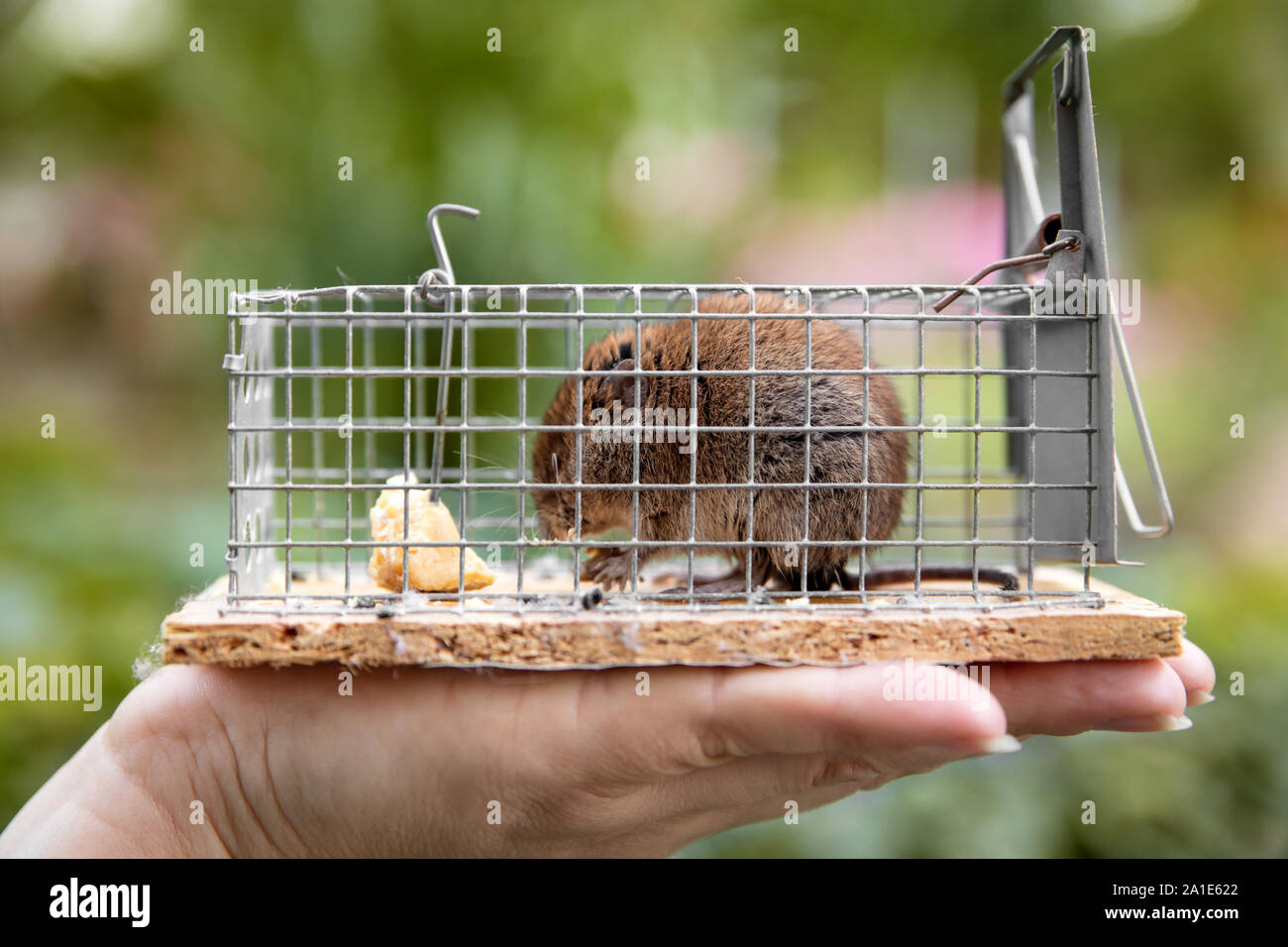 female hand holding a mouse in a live capture mousetrap Stock Photo - Alamy