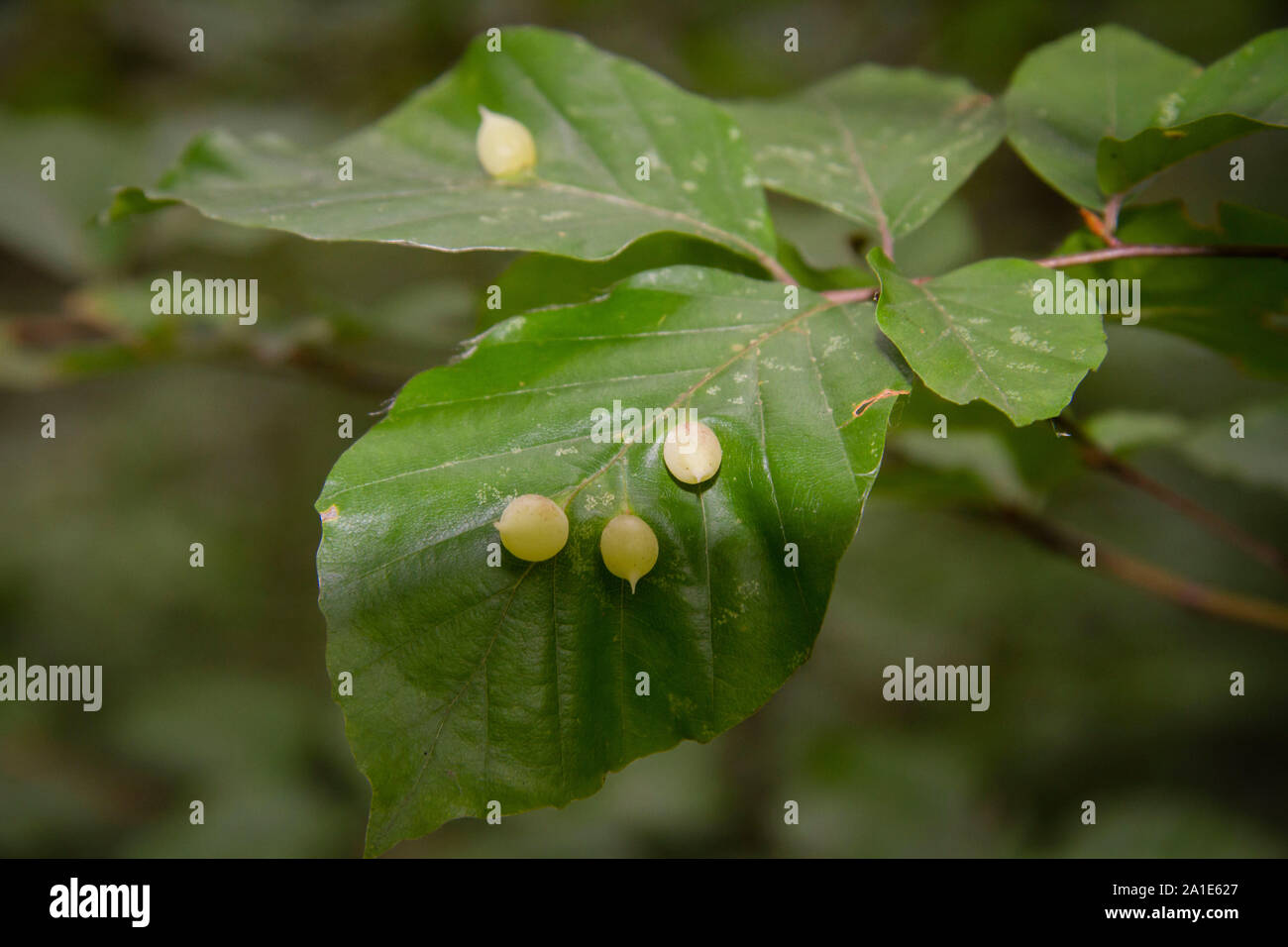 Gall midge hi-res stock photography and images - Alamy