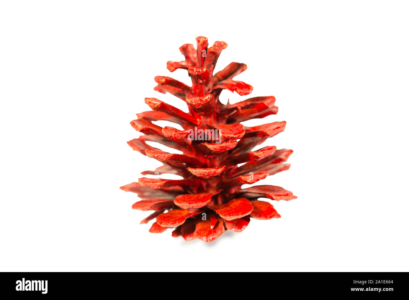 one red fir cone, isolated on white background Stock Photo - Alamy