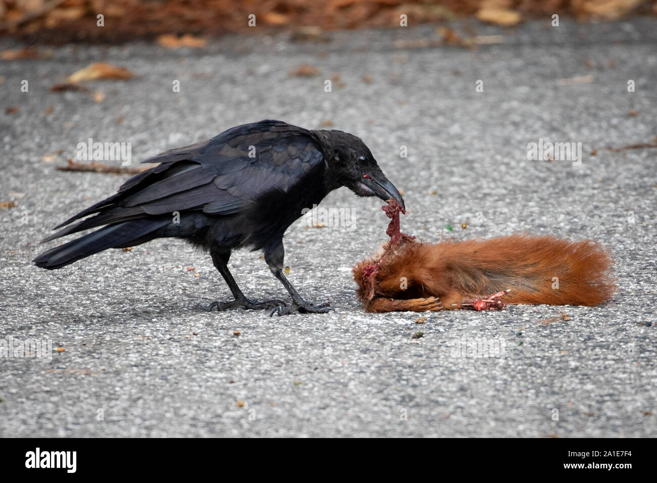 Hamburg, Germany. 12th Sep, 2019. A crow eats from the carcass of a ...