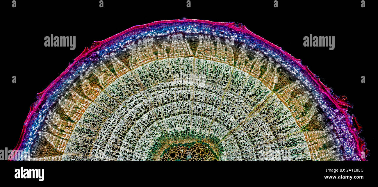 Tilia (Lime) stem TS. annual rings, darkfield illumination ...
