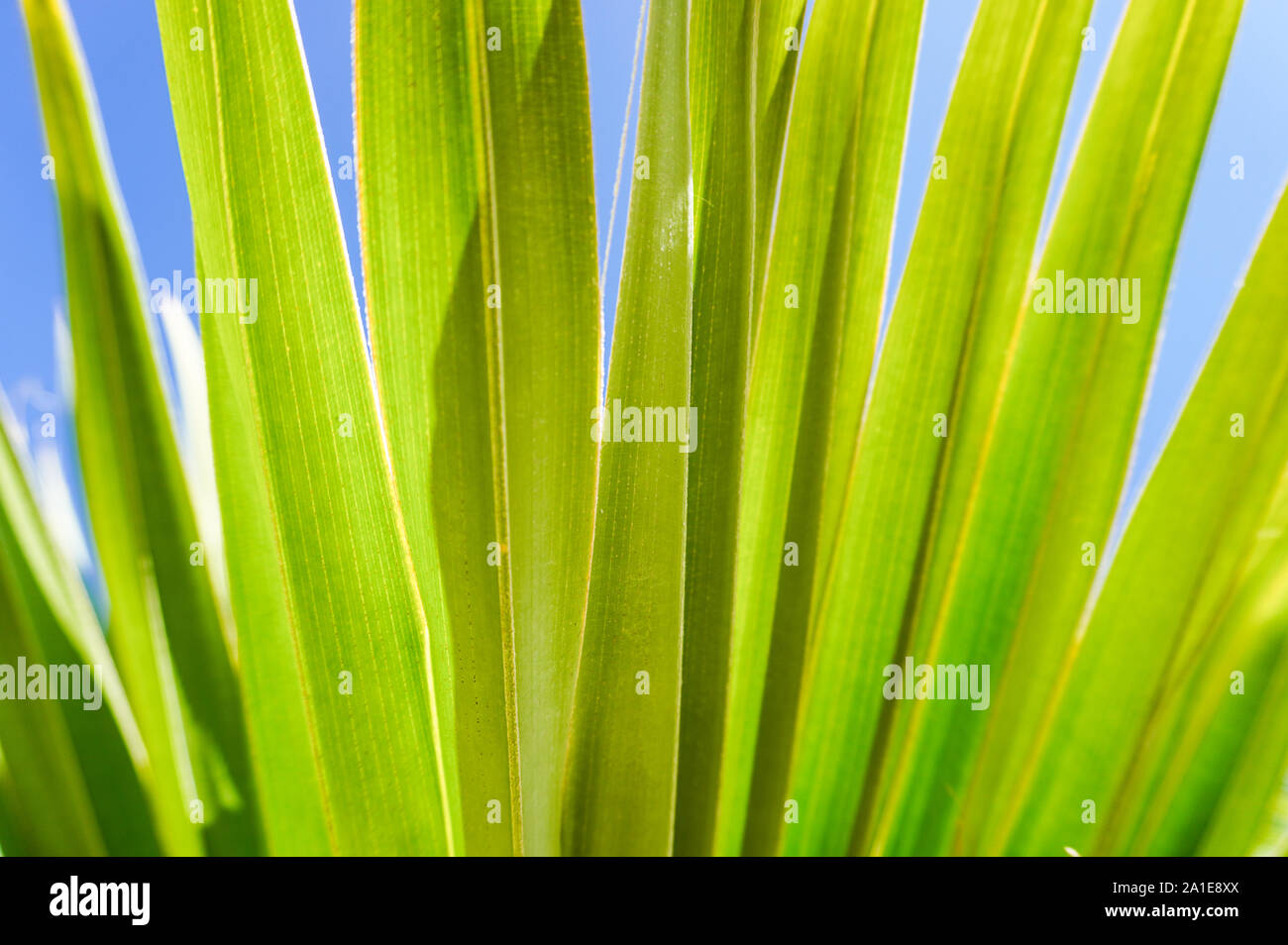 Spiky leaves of a tropical palm tree with blue sky in the background ...