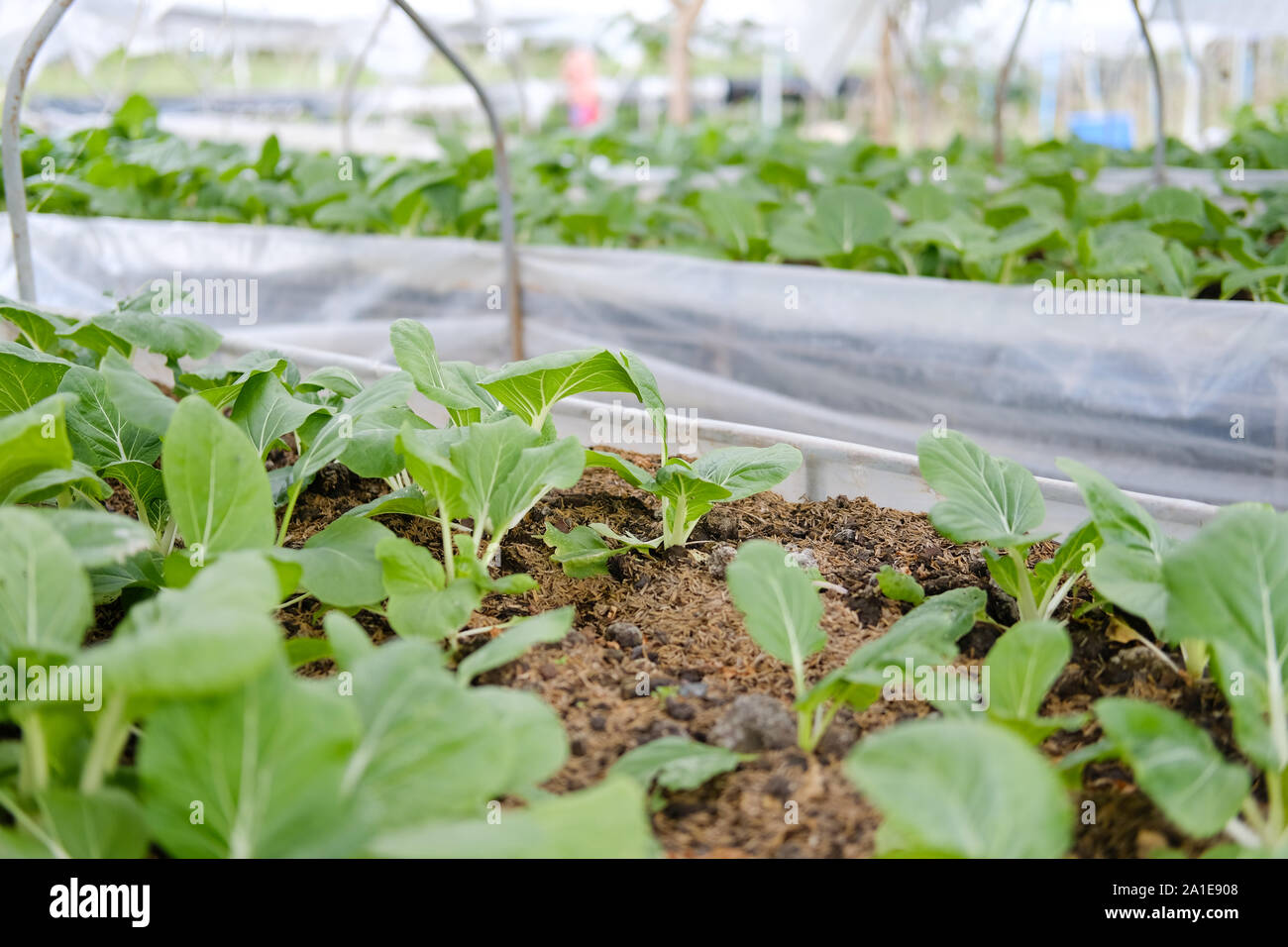 plant growing in farm. vegatable plantation in garden farmland Stock ...