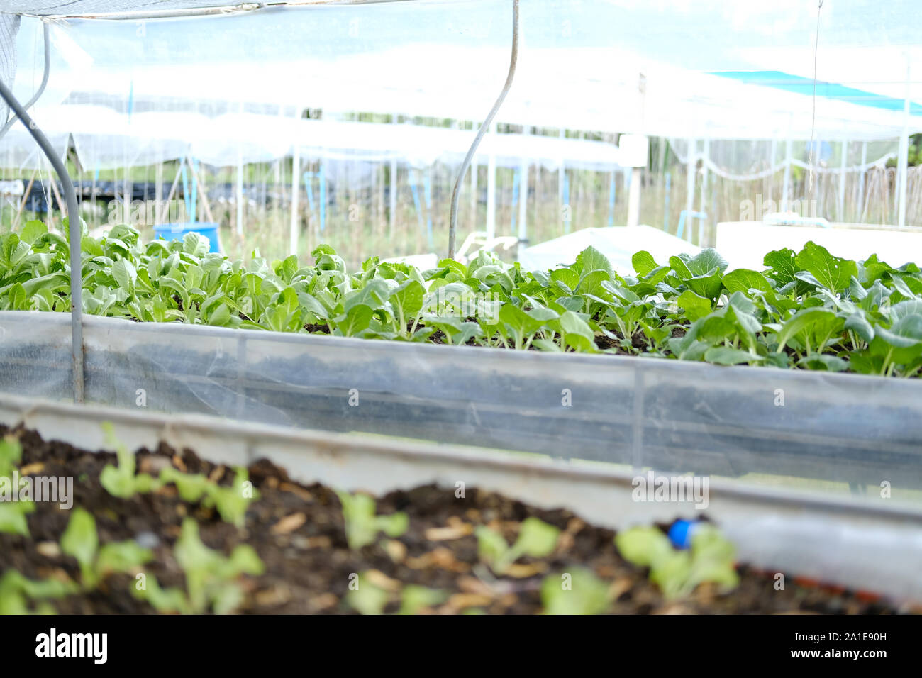 plant growing in farm. vegatable plantation in garden farmland Stock ...