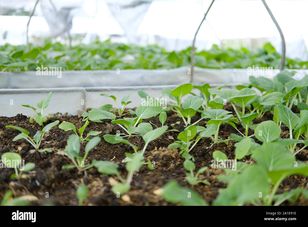 plant growing in farm. vegatable plantation in garden farmland Stock ...