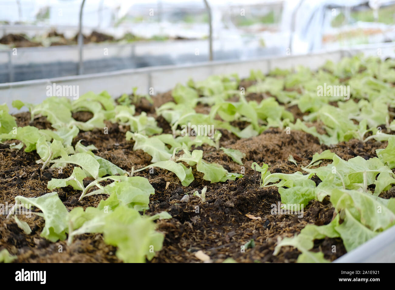 plant growing in farm. vegatable plantation in garden farmland Stock ...