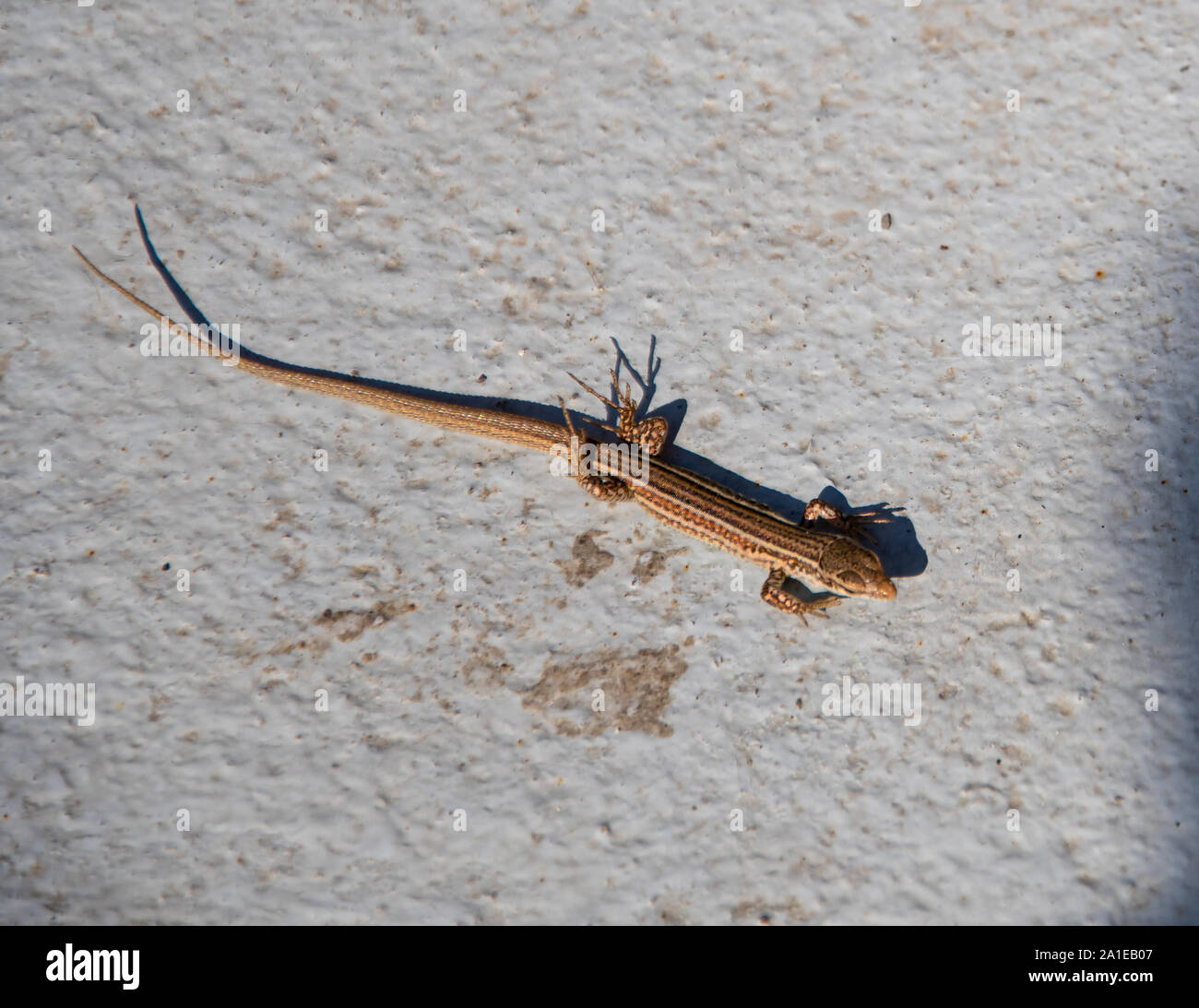 Santorini lizard hi-res stock photography and images - Alamy