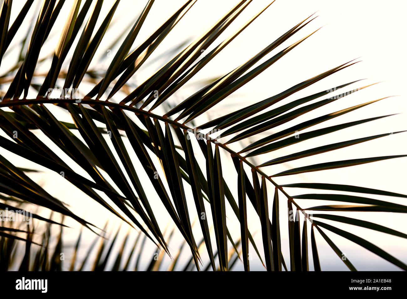 Palm leaf abstract outlines on sea background Stock Photo - Alamy