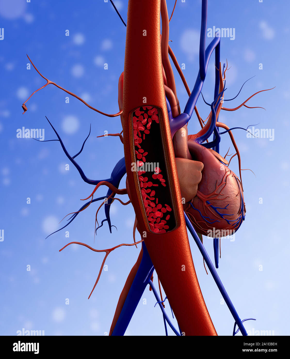 blood vessels, heart, artery shown with a cut out section, High quality ...