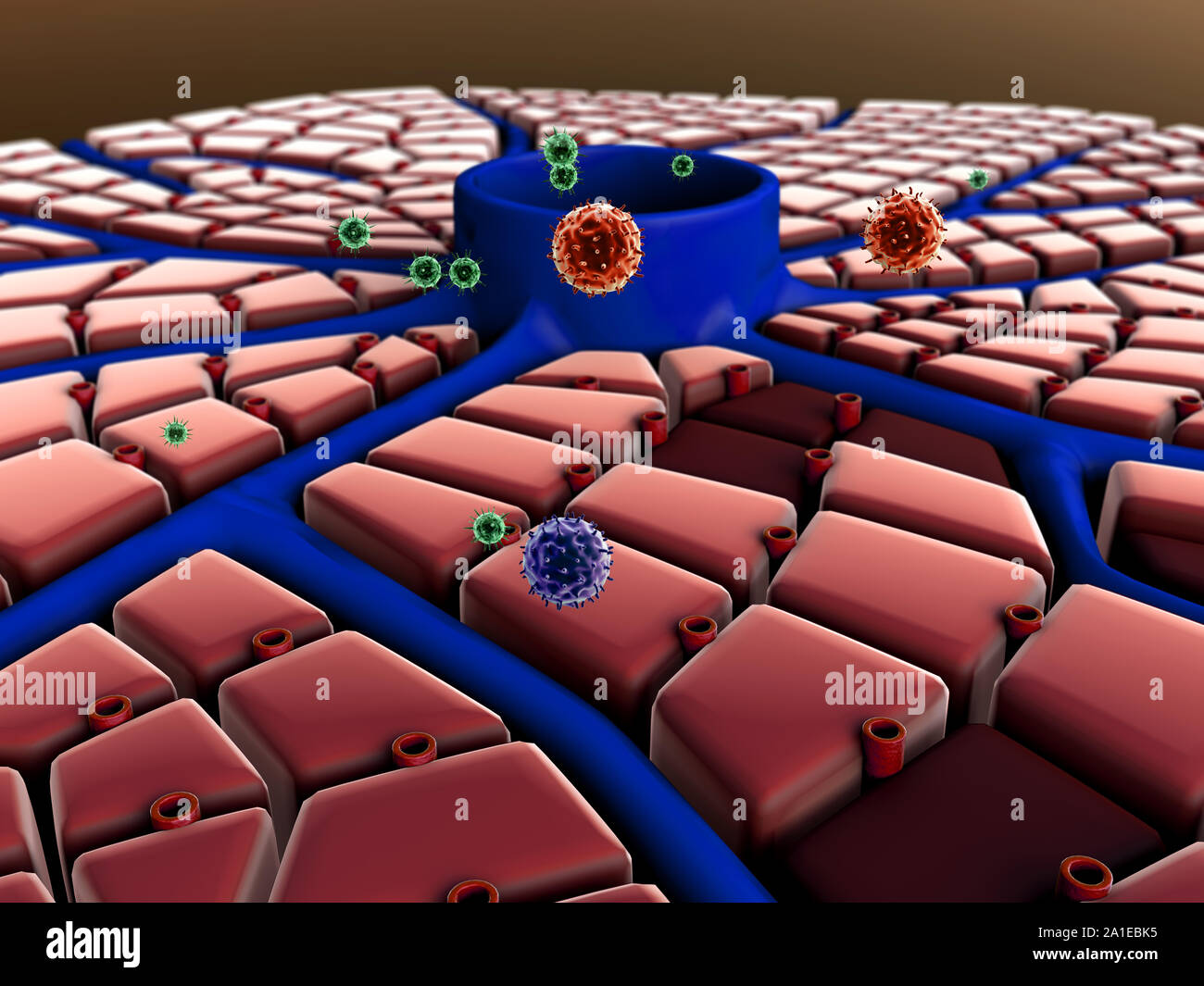 virus atack the cells, liver disease, virus attack the lungs, the ...