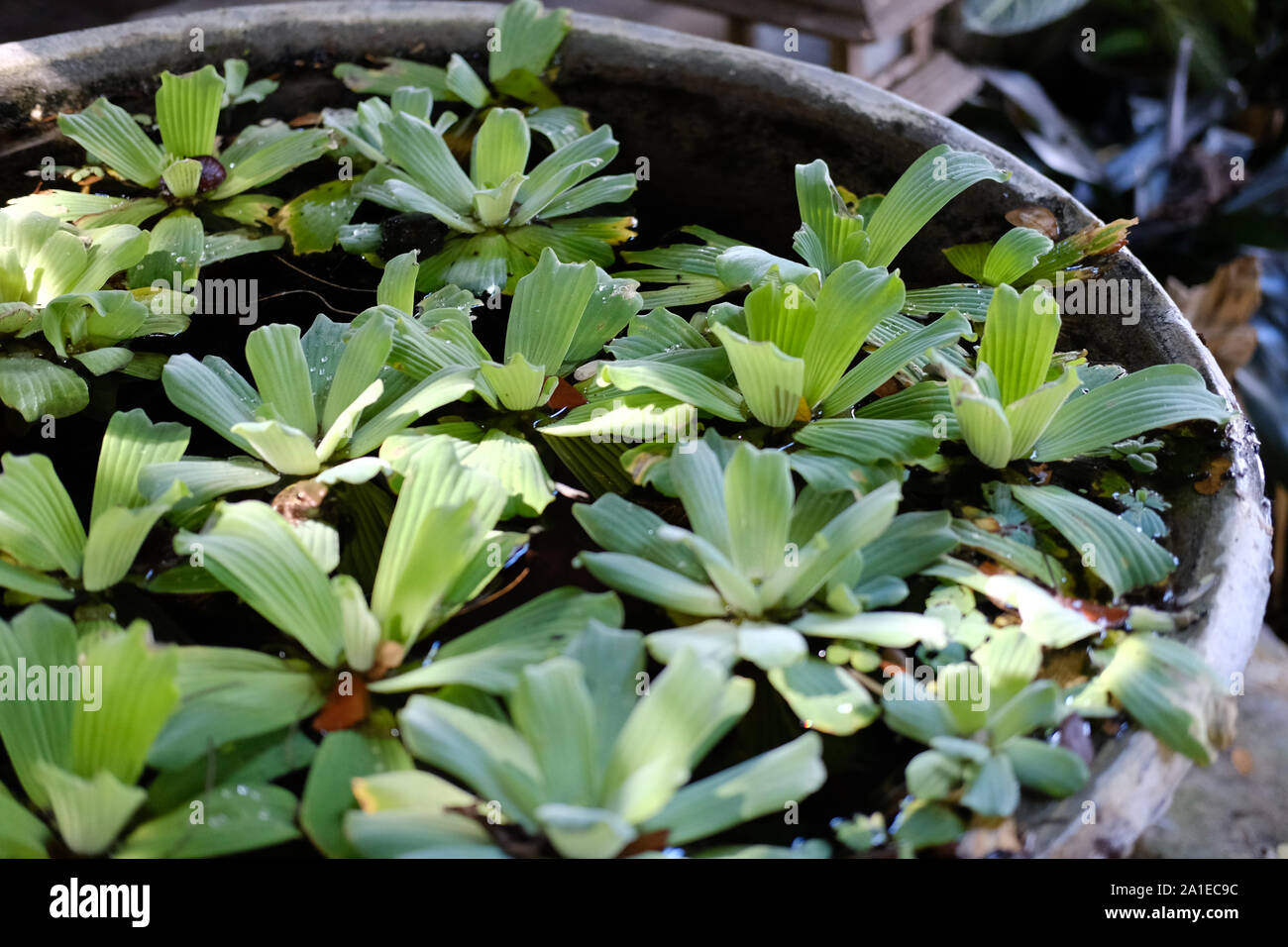 water lettuce aquatic plant floating on water. Pistia Stratiotes Stock ...