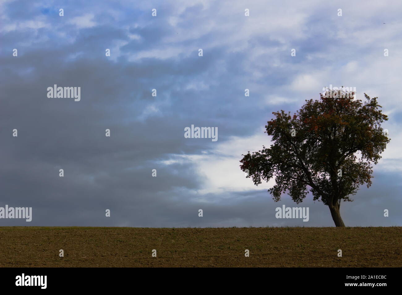 Tree horizon with golden field hi-res stock photography and images - Alamy