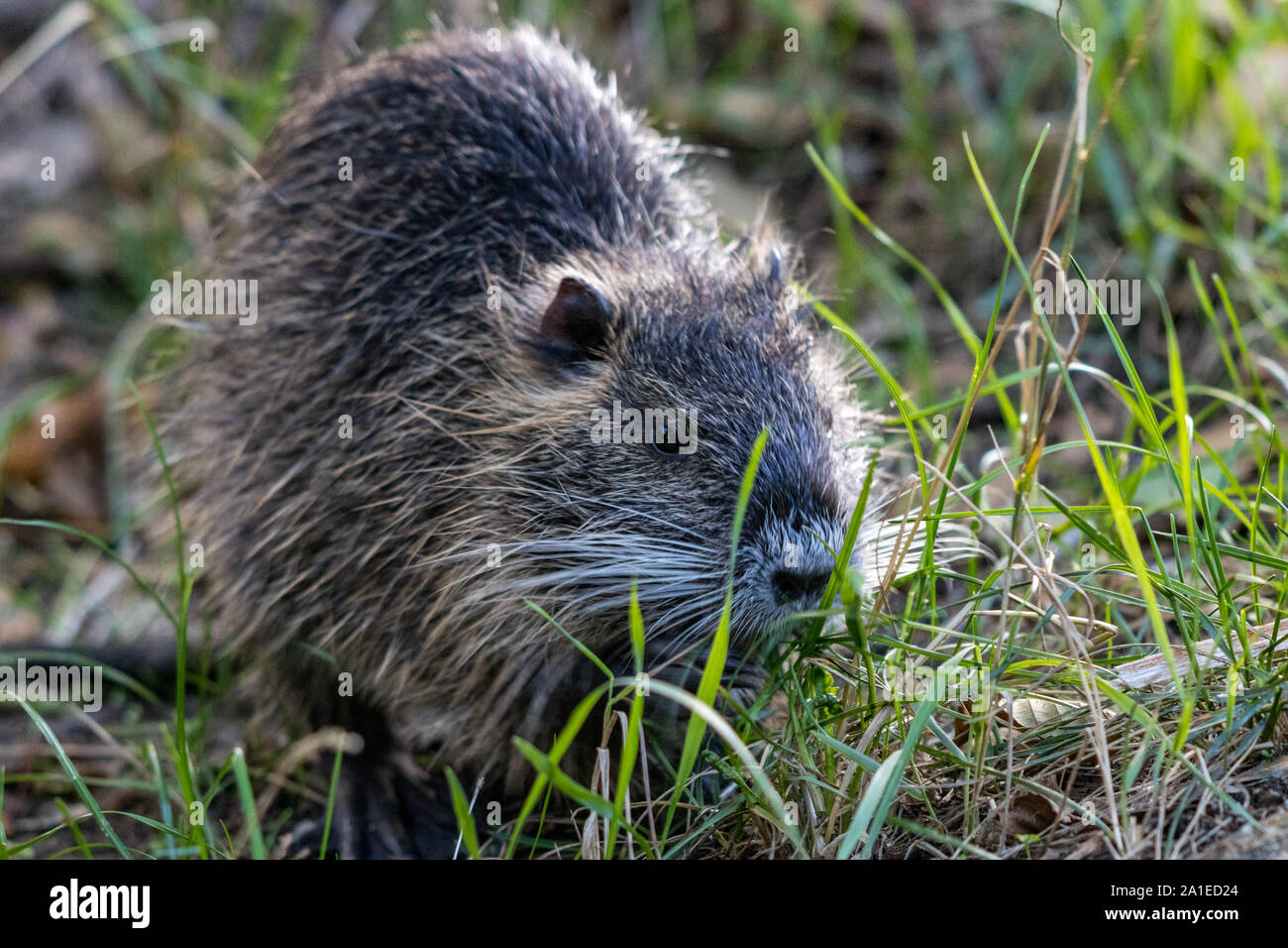 Nutria animal hi-res stock photography and images - Alamy