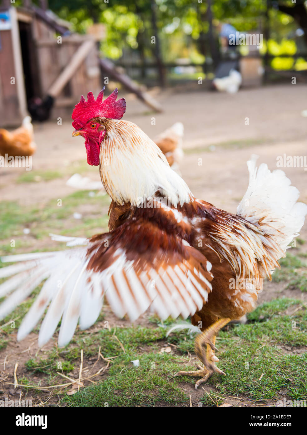 Brown Rooster flapping its wings on green grass Stock Photo - Alamy