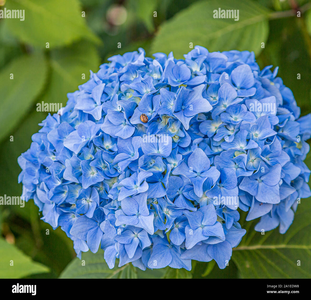 Blue hydrangea shrub hi-res stock photography and images - Alamy