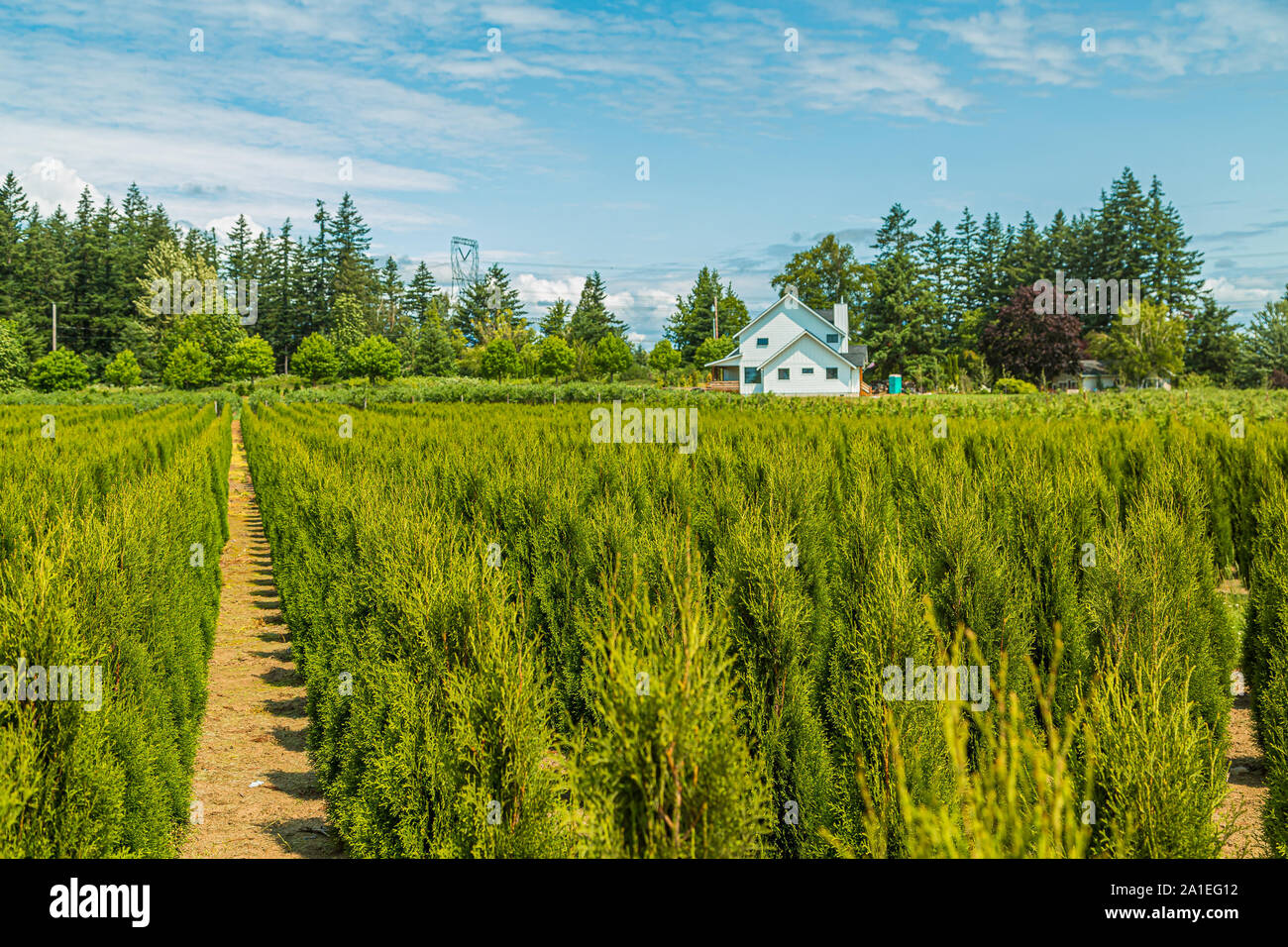 Juniper bushes hi-res stock photography and images - Alamy