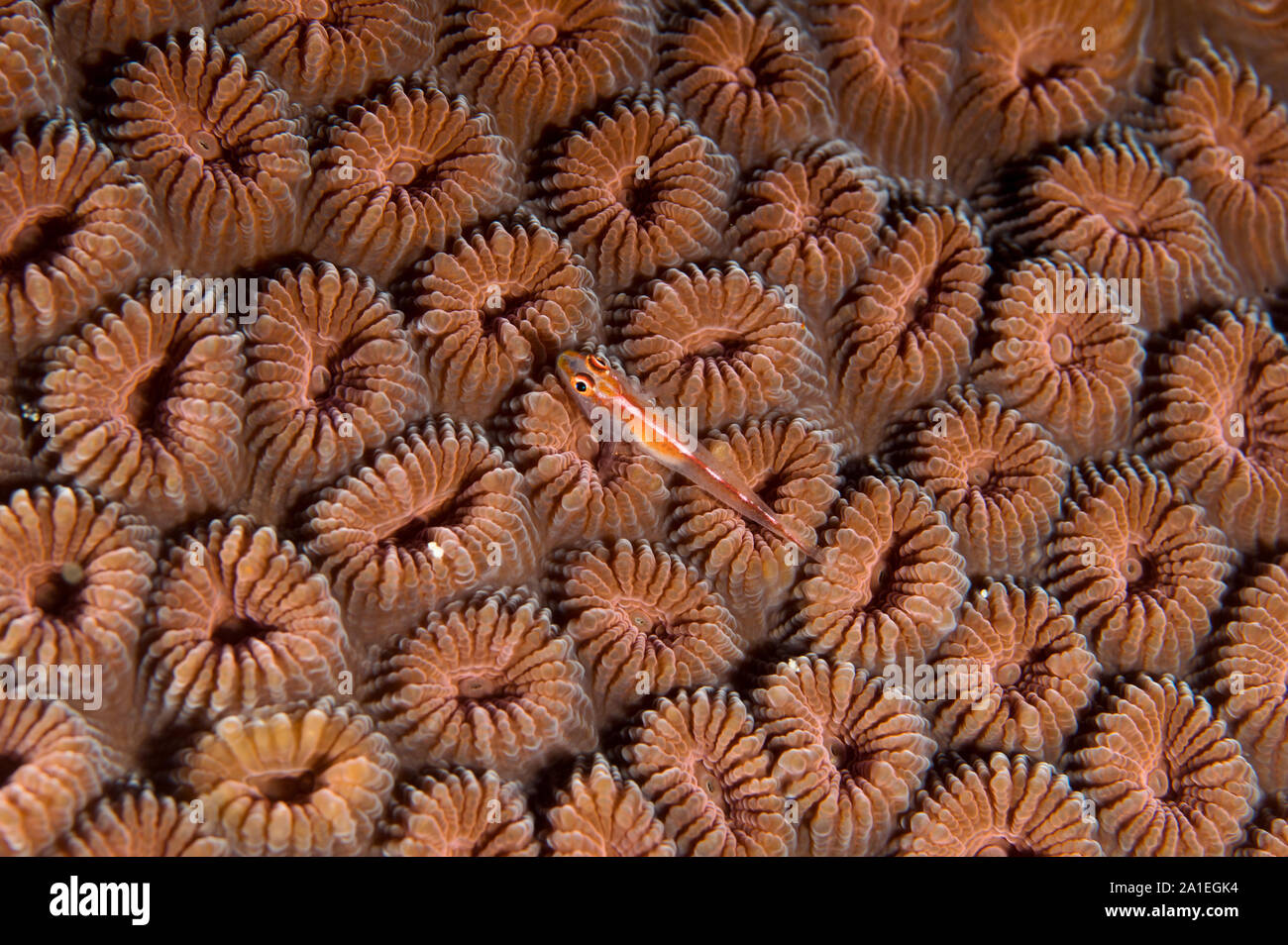 Coral goby, Bryaninops loki, on Faviidae Coral, Diploastrea heliopora ...