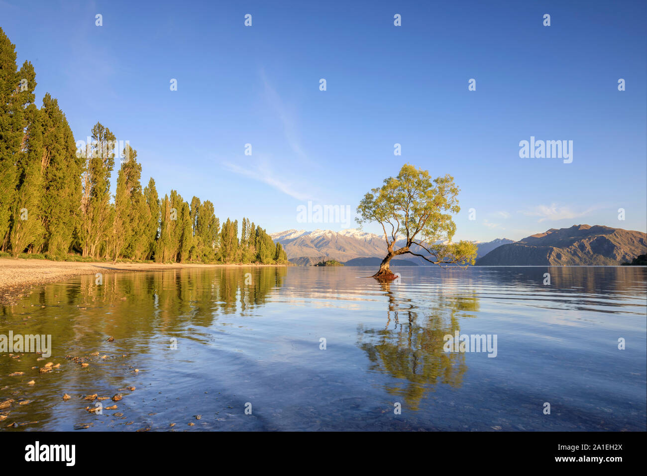 That Wanaka Tree and Lake Wanaka shoreline, Roys Bay, Wanaka, New ...