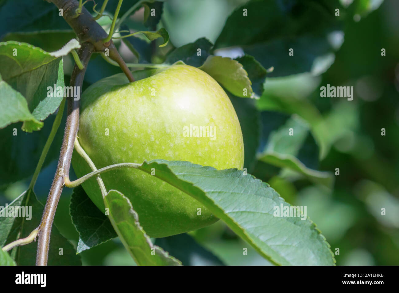 Green Apple on The Tree, Apple Tree Stock Photo - Alamy