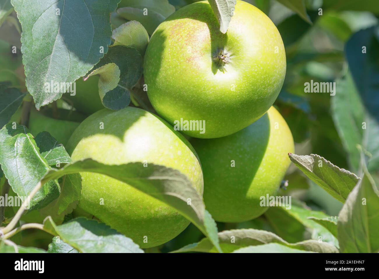 Apple Tree, Green Apples on The Tree Stock Photo - Alamy