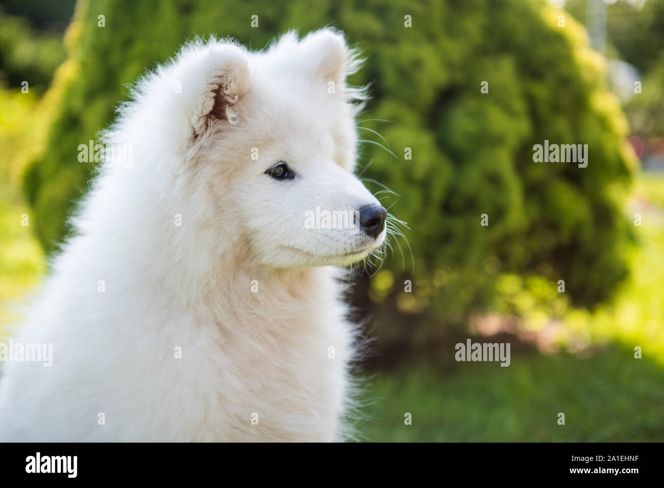 Happy Samoyed dog looking up at its owner Stock Photo - Alamy